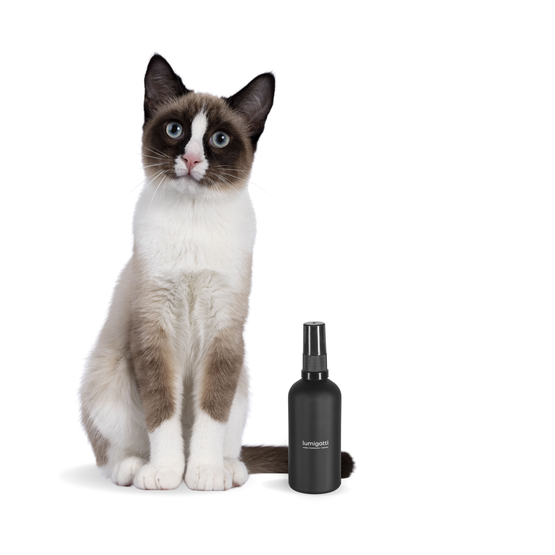CATNIP HOME PERFUME – lumigatti